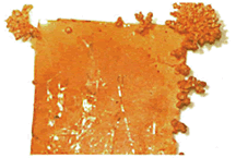 Electrometallurgy - Electrochemical Technology Centre